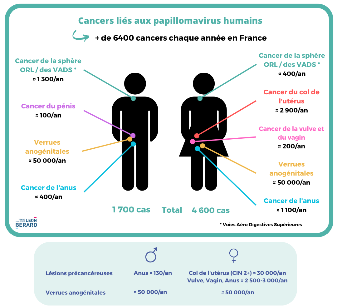 Infection aux Papillomavirus humains (HPV) et risques de cancer ...